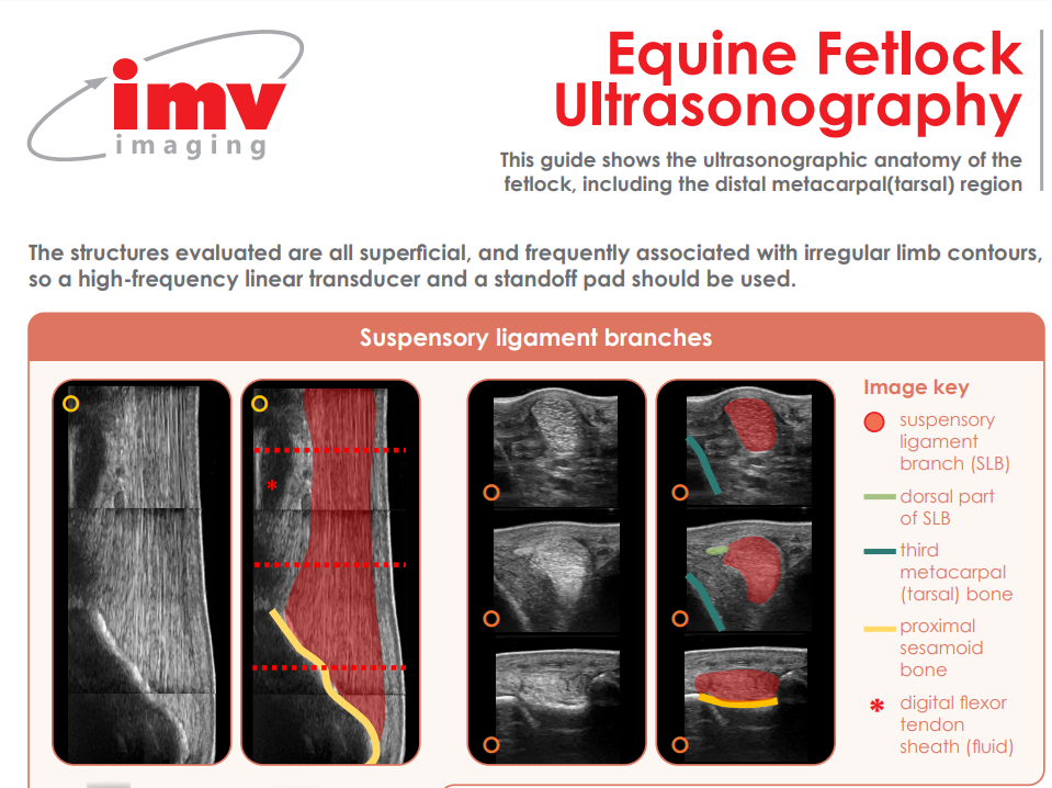 Equine Fetlock Ultrasonography Poster | IMV imaging