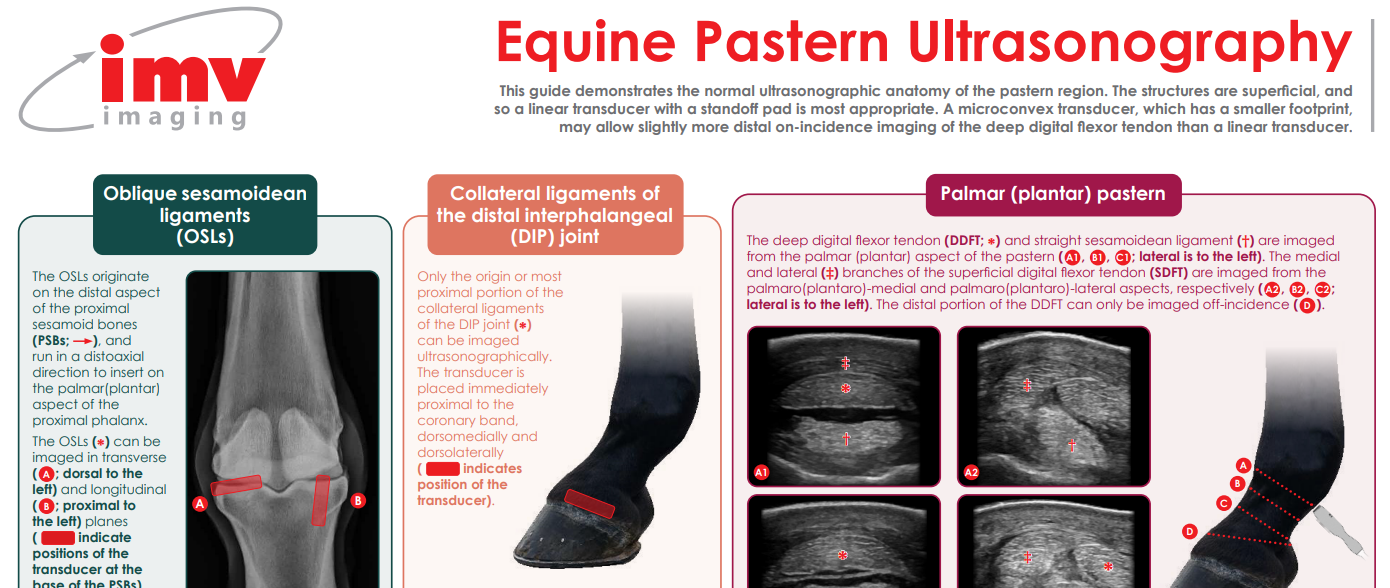 Equine Pastern Ultrasonography Guide | IMV imaging