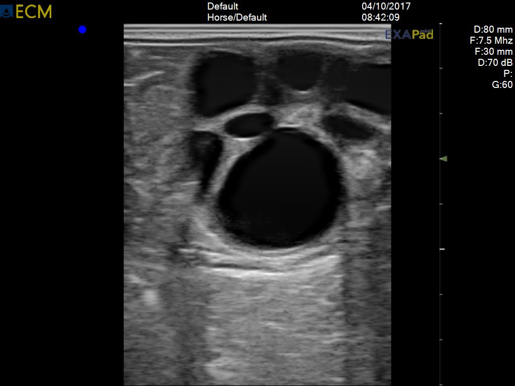 EXAPad and EXAPad mini | IMV imaging USA