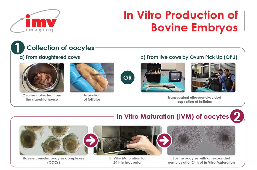 Step by step Ovum Pick Up guide | IMV imaging