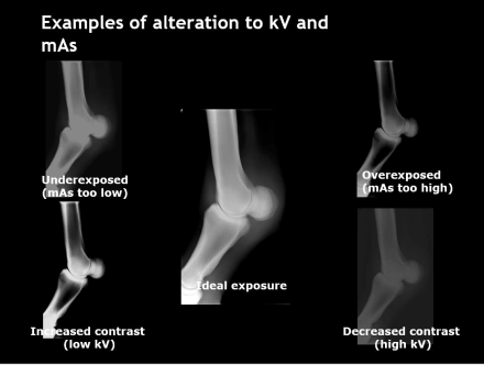 Equine exposure chart | IMV imaging USA