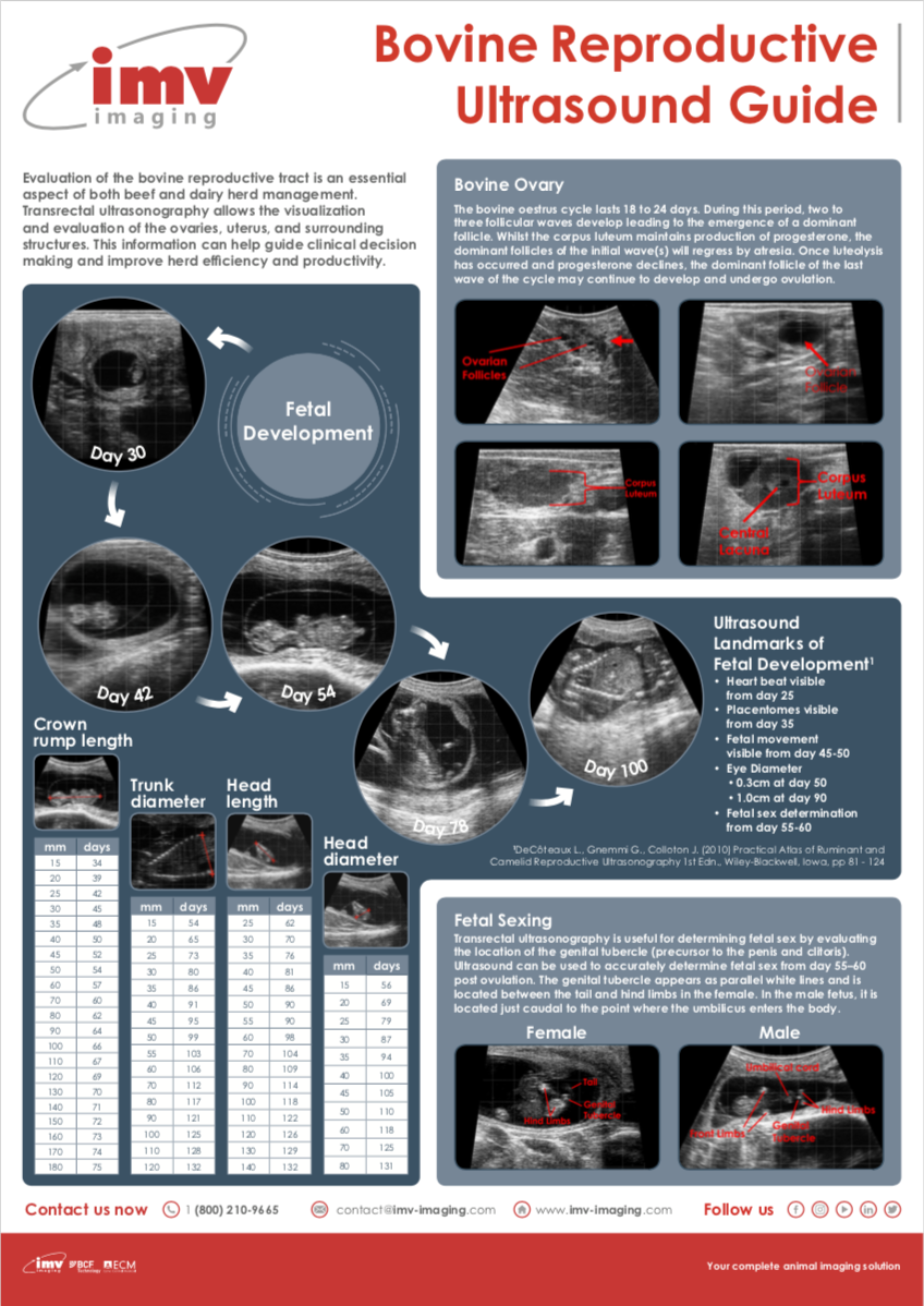 Bovine Reproduction Ultrasound Guide | IMV imaging USA
