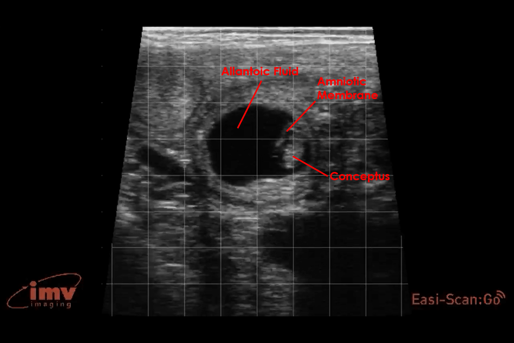 30 day pregnancy bovine Easi-Scan:Go | IMV imaging