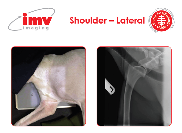 Elbow – lateral canine x-ray positioning guide | IMV imaging USA