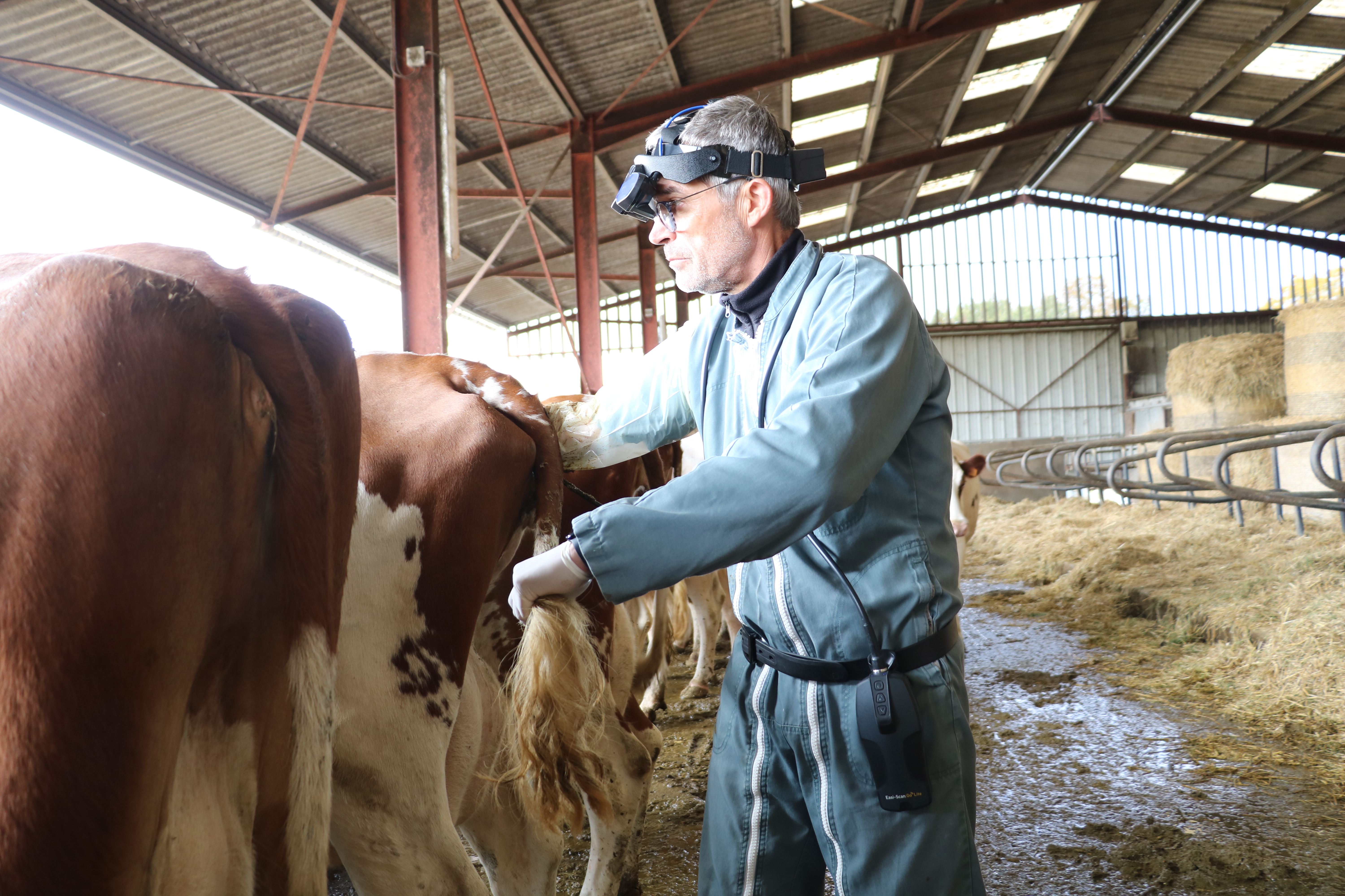 Easi-Scan:Go Curve bovine ultrasound scanner | IMV imaging