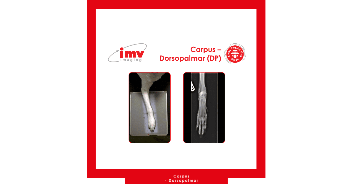 Carpus - dorsopalmar x-ray positioning: Free Download