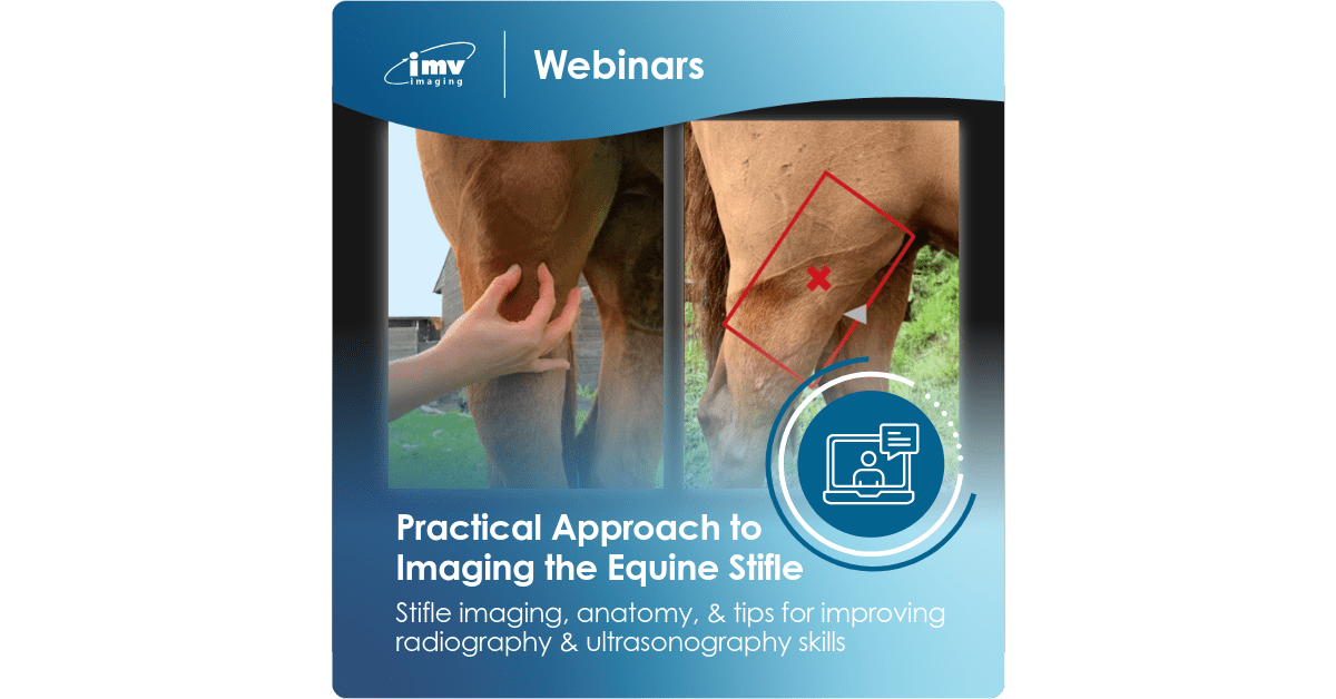 Equine Stifle Imaging | IMV Imaging Academy