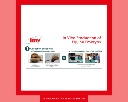 In Vitro Production | Equine Embryos | IMV Imaging