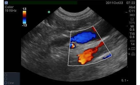 Ultrasound Doppler for Vets | IMV Imaging Academy
