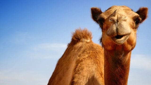 Transrectal ultrasonography camel reproduction: Free Article