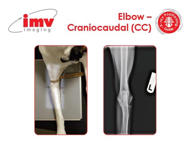 Free Download: Elbow - Craniocaudal canine X-ray positioning guide ...