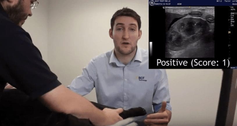 Small Animal Abdominal Ultrasound Fast Scanning Techniques for Dog