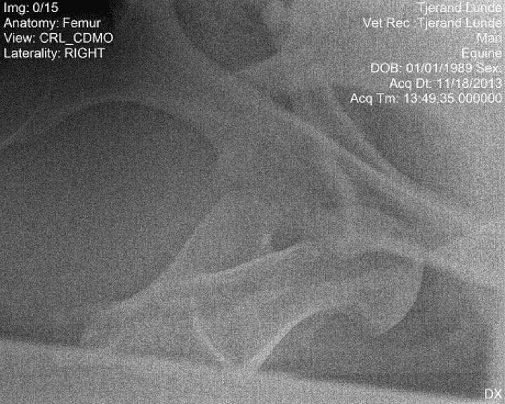 Equine case study | Mari Nordlandshest | IMV Imaging