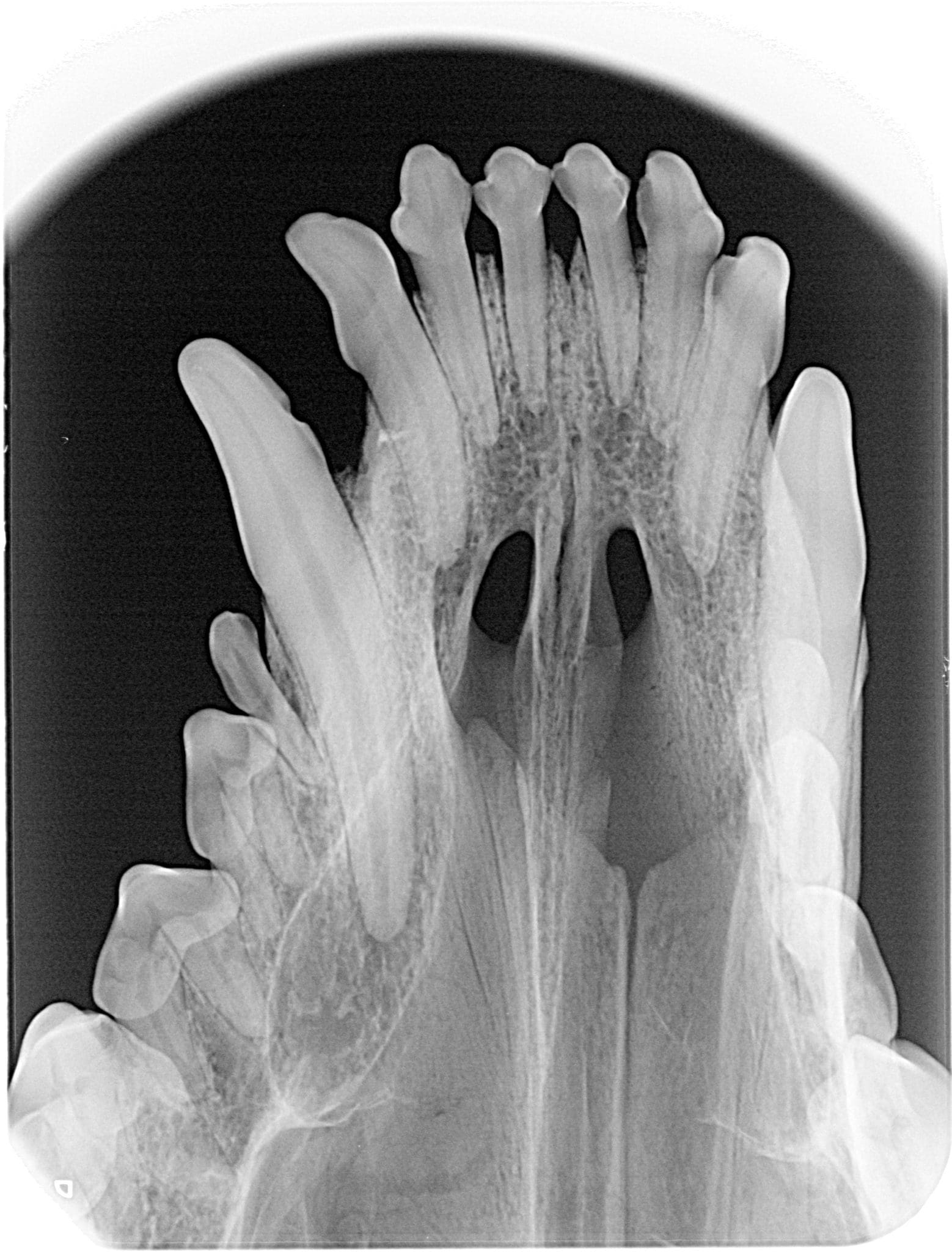 Dental Radiographs | Veterinary Imaging | IMV Imaging