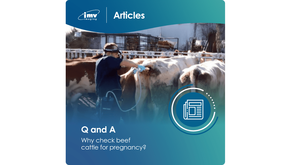 Q and A - why check beef cattle for pregnancy? | IMV imaging