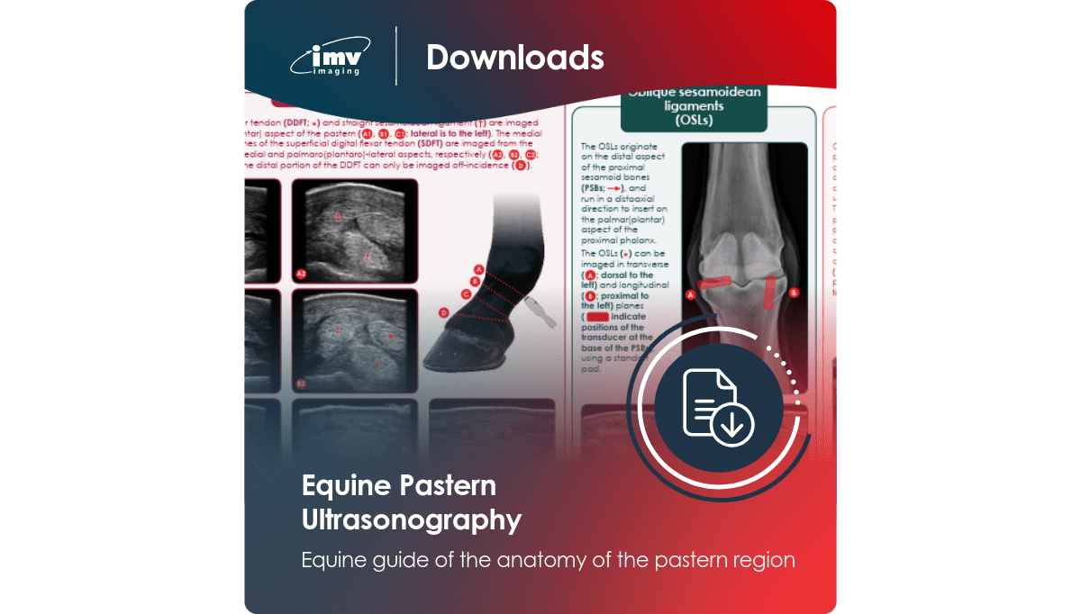 Equine Pastern Ultrasonography | Veterinary Ultrasound | IMV