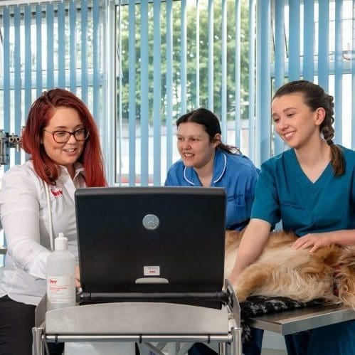 Veterinary CPD | IMV Imaging
