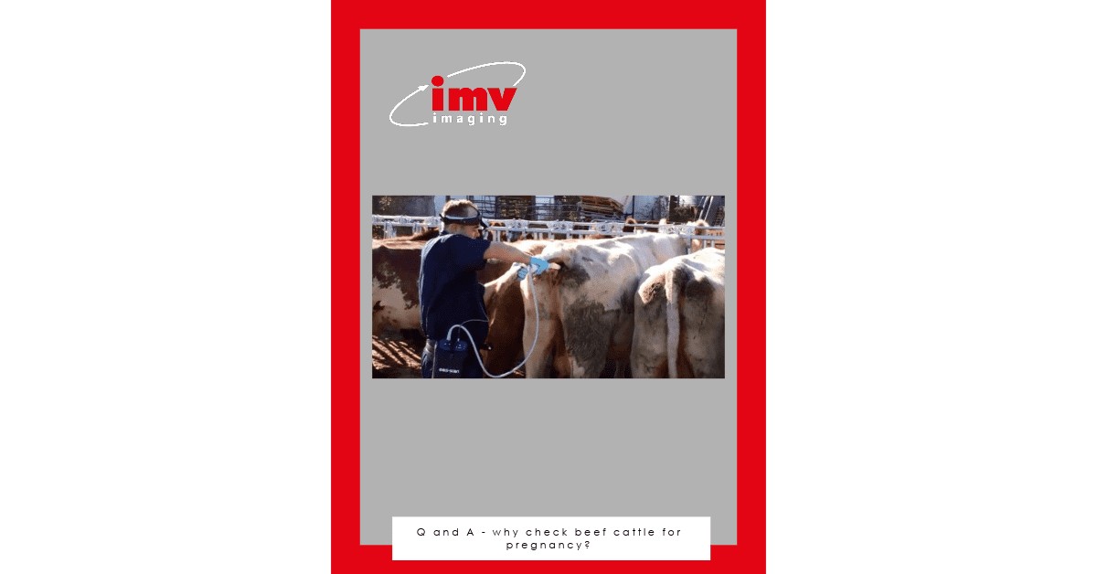 Q and A - why check beef cattle for pregnancy? | IMV imaging