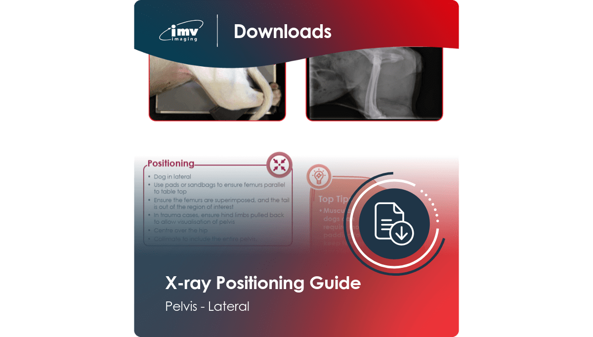Pelvis – Lateral Canine X-ray: Free Positioning Guide Download