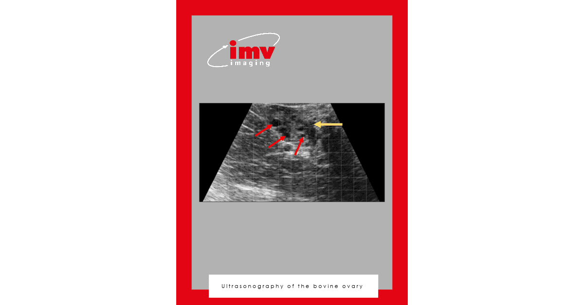 Ultrasonography of the bovine ovary | IMV Imaging