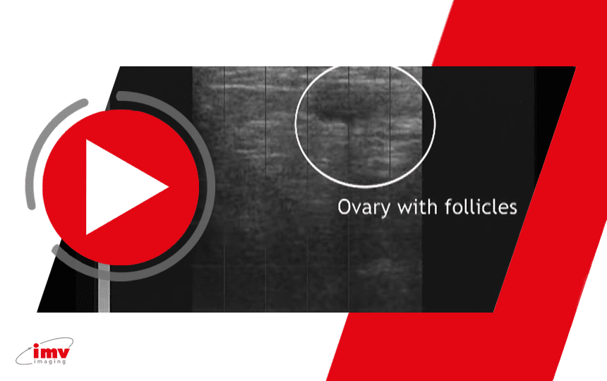 Bovine Ultrasound video | Clip from a Pregnant Cow | IMV