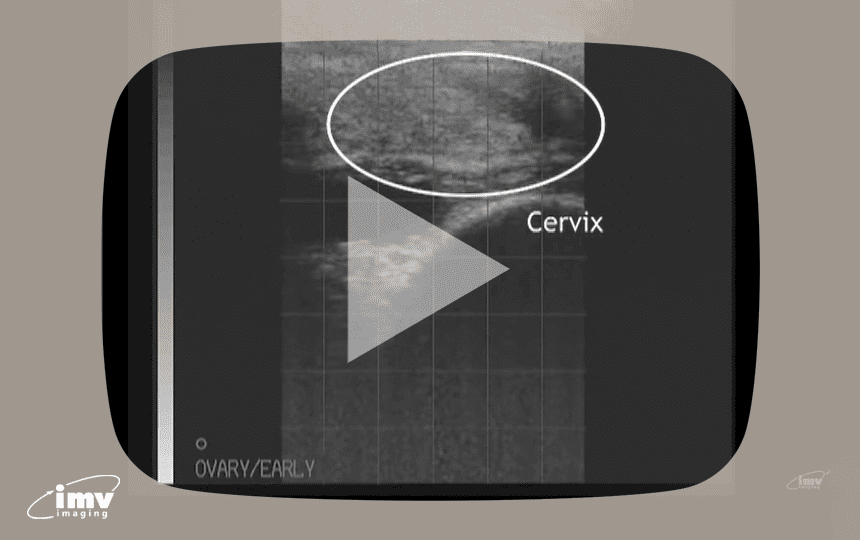Bovine Ultrasound video | Clip from a Pregnant Cow | IMV