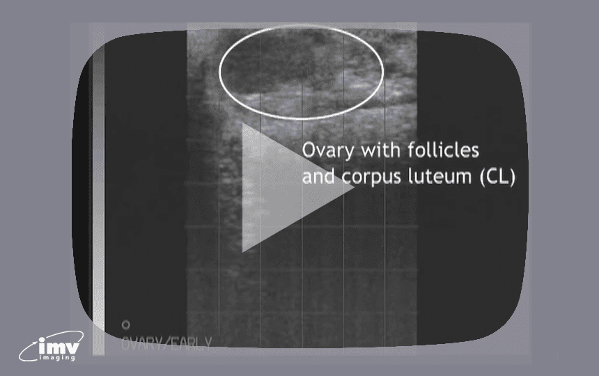 Bovine Ultrasound video - 9 of 9 - Clip from a Non-Pregnant Cow | IMV ...
