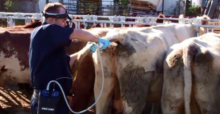 Q and A - why check beef cattle for pregnancy? | IMV Imaging