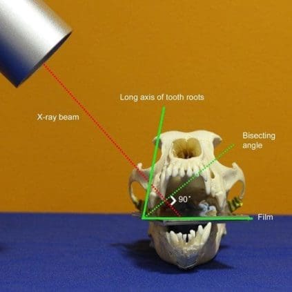Dental Radiographs | Veterinary Imaging | IMV Imaging