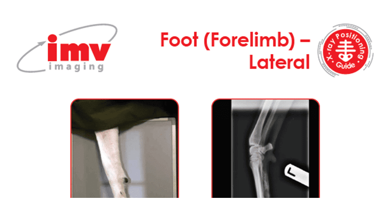Foot (forelimb) | Lateral canine x-ray positioning | IMV Imaging