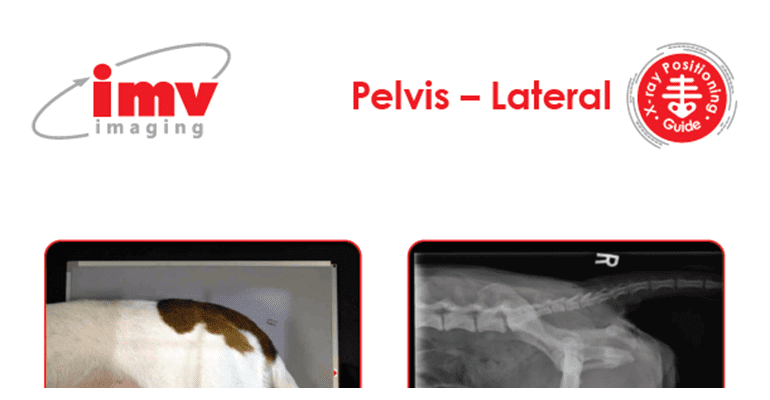 Free Download: Pelvis – Lateral canine x-ray positioning guide | IMV ...