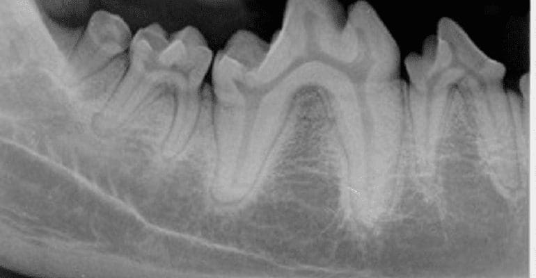 Small Animal Exposure Chart | Computerised Radiography Systems