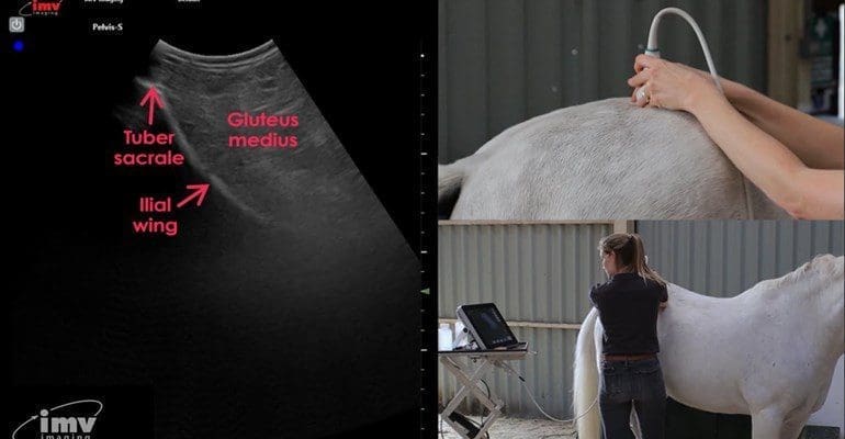 Webinar: The Ultrasonographic Approach to the Pelvis Structures of the ...