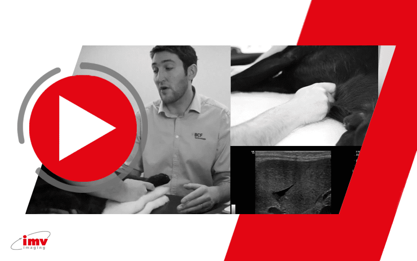 Abdominal ultrasound FAST scanning techniques for dogs video 1 ...
