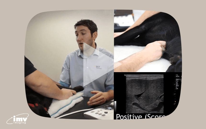 Abdominal ultrasound FAST scanning techniques for dogs video 1 ...