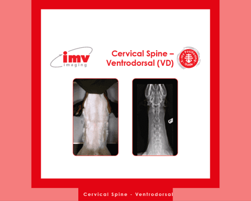Free Download: Cervical Spine – Ventrodorsal canine x-ray positioning ...