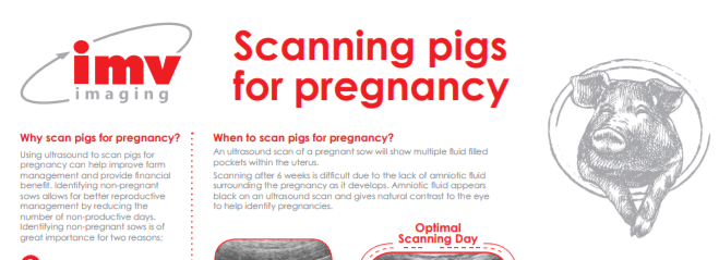 Free Download: Scanning pigs for pregnancy poster | IMV Imaging