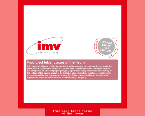 Free Download: Fractured tuber coxae of the ileum case study | IMV Imaging