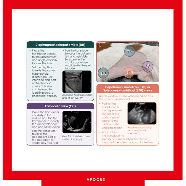 Free Download: TPOCUS Poster | IMV Imaging