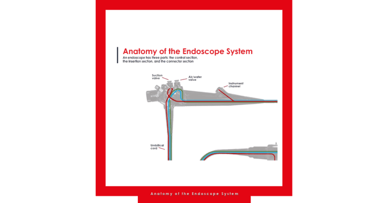 Anatomy of Endoscope System: Free Download| IMV Imaging