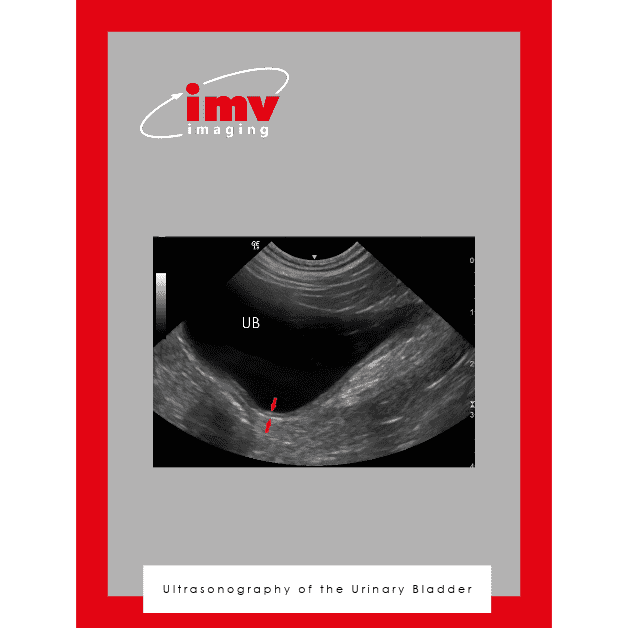 Normal Bladder Ultrasound Normal Fetal Bladder. Ultrasound. Color