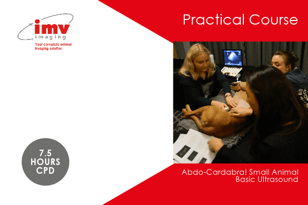 Abdo-Cardabra! Small Animal Basic Ultrasound – A beginner's session ...