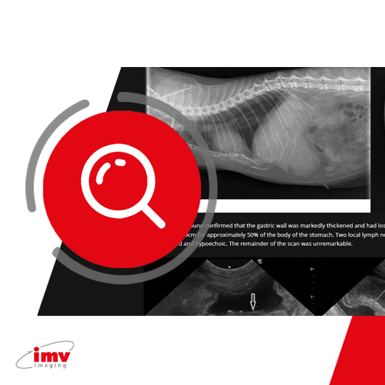 Abdominal Ultrasound Report Guide | IMV Imaging Academy