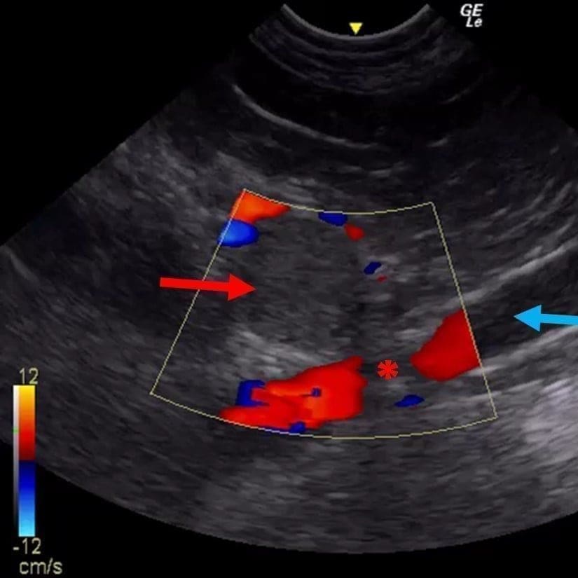 Veterinary Ultrasound Uses Guide | Small Animal Ultrasound | IMV