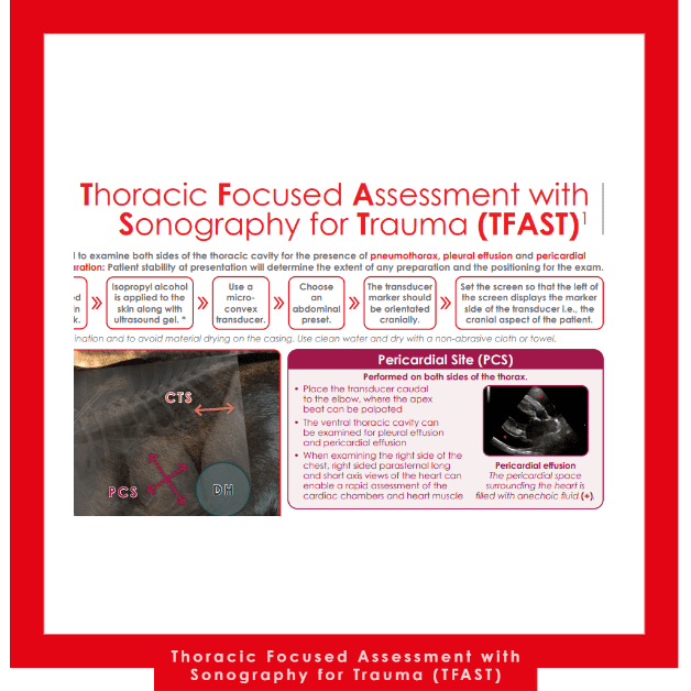Free Download: Thoracolumbar Ultrasonography Poster | IMV Imaging