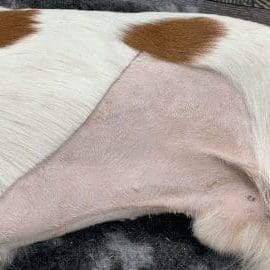 Abdominal Ultrasound Checklist | IMV imaging