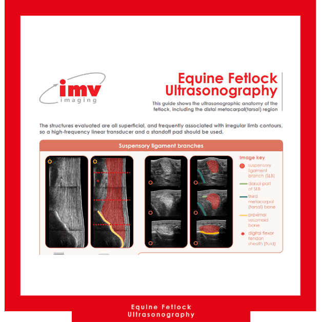 Equine Fetlock Radiography Webinar