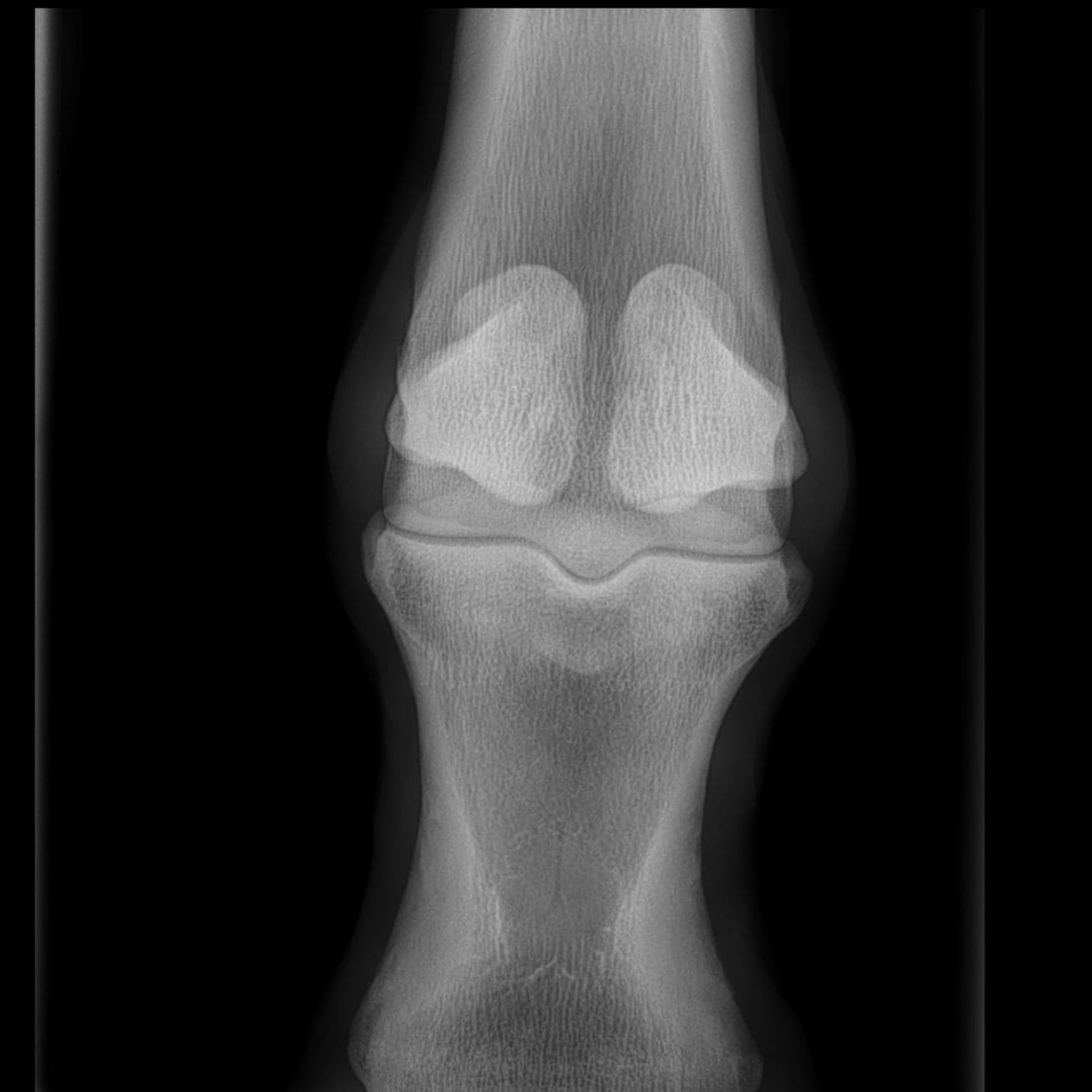 Equine Fetlock Radiography Webinar