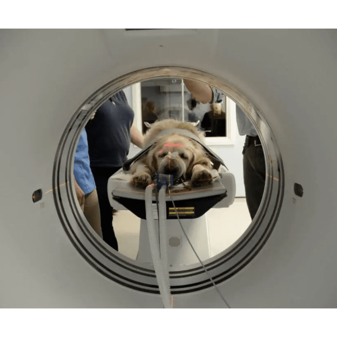 Veterinary CT - Everything You Need to Know | IMV imaging